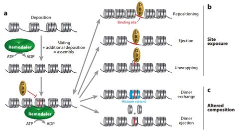 Chromatin Remodeling Complex Interactions Creative Diagnostics