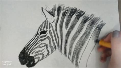 Як намалювати голову зебри поетапне малювання простим олівцем Ravlyk