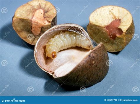 Inside A Mexican Jumping Bean