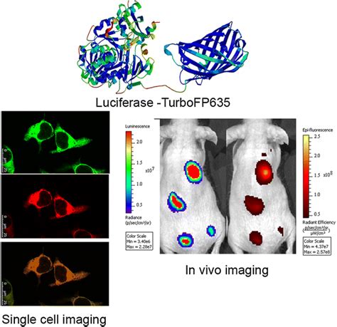 一种用于高灵敏度光学成像的新型荧光素酶融合蛋白：从单细胞分析到体内全身生物发光成像 Analytical And Bioanalytical Chemistry X Mol