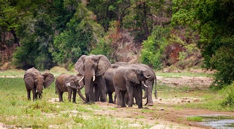 Witness The Revival Of Nkhotakota Wildlife Reserve In Malawi Malawi
