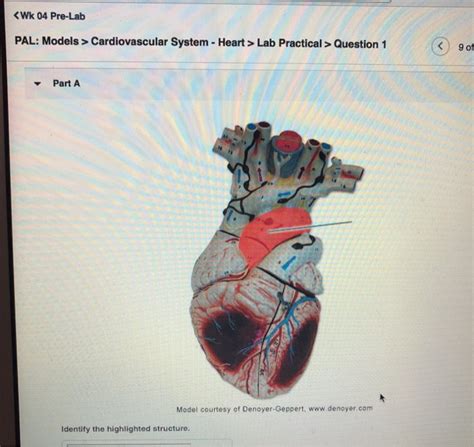 Lab Quiz Heart At James Engel Blog