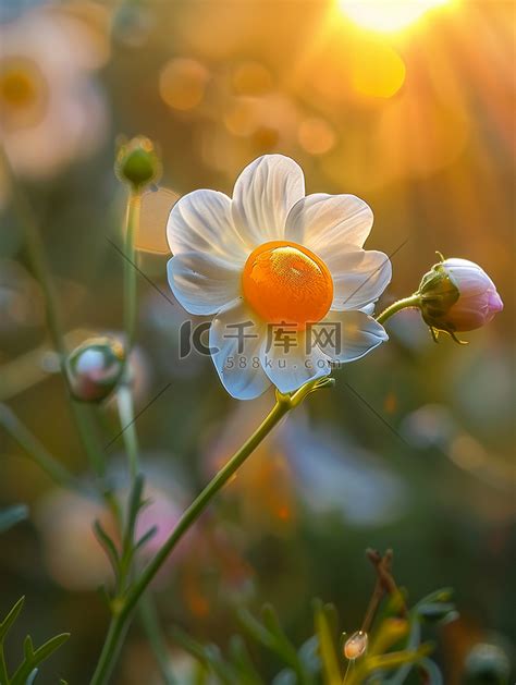 春天绽放花朵照片摄影图写真高清摄影大图 千库网