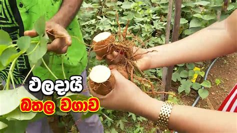 ඵලදායී බතල වගාව Youtube