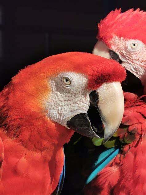 Red Parrot Free Photo On Pixabay