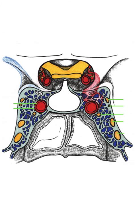 Sinus Cavernosus Diagram Quizlet