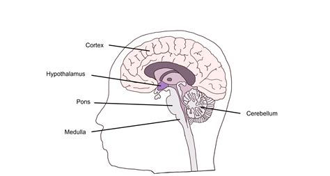 Peripheral Nervous System Introduction To Neurobiology
