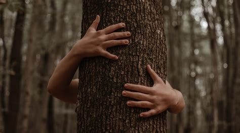 The Chipko Movement Is A Powerful Way To Rebuild Forests