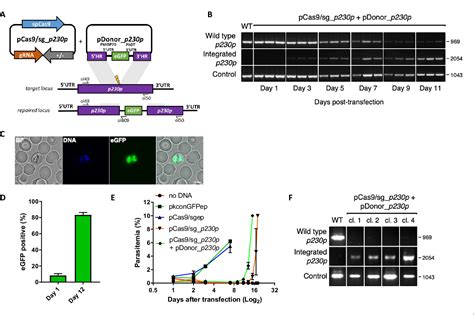 Figure 1 From Rapid And Iterative Genome Editing In The Malaria Parasite Plasmodium Knowlesi