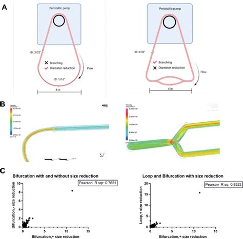 A In Vitro Vascular Models B Flow Simulation Through Different Download Scientific Diagram