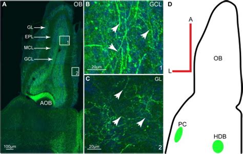 Axonal Projections Into Main Olfactory Bulb From Piriform Cortex And Download Scientific