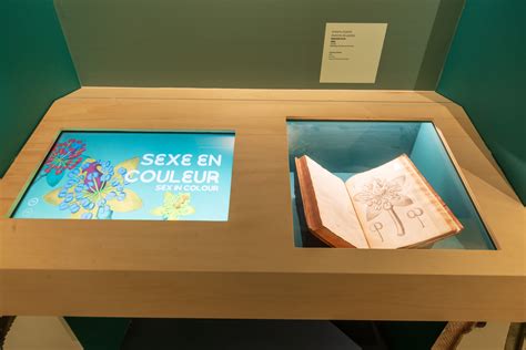 Jeu Coloriage Sexe En Couleur Muséum De Toulouse