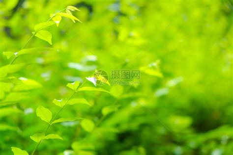 绿树叶底色模糊有阳光高清图片下载 正版图片506434613 摄图网