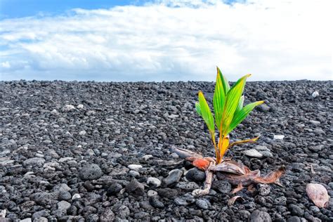 Singapore Consulting For Scalability And Resilience Thecosg