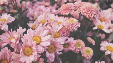 68 Types Of Pink Flowers With Pictures And Plant Care Tips Planet