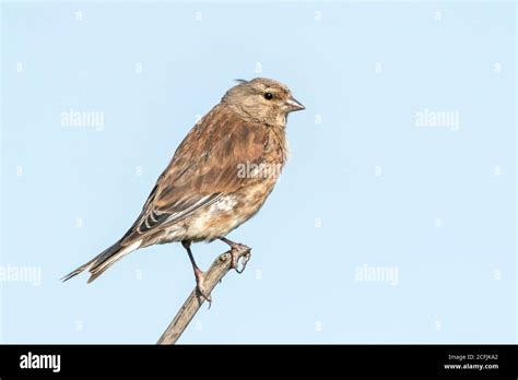 Linnet Hedge Hi Res Stock Photography And Images Alamy