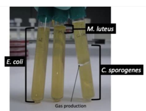 Solved Describe The Growth Patterns Of Each Bacterial