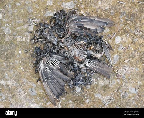 Nuclear Death Bird
