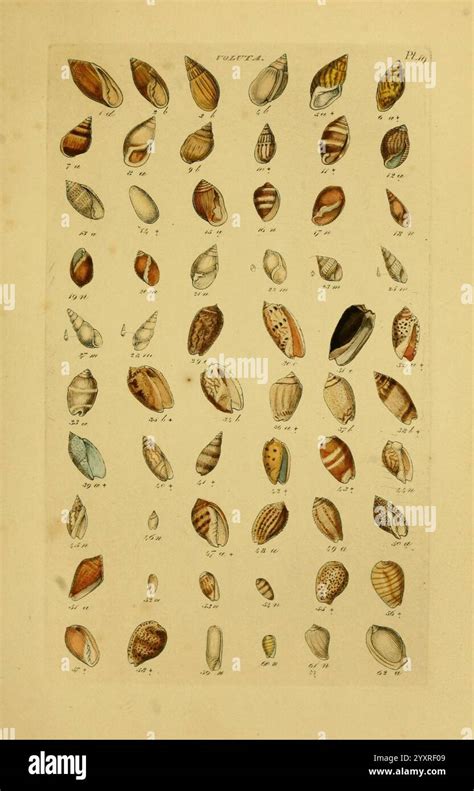 Index Testaceologicus London 1856 Mollusks Shells This Detailed