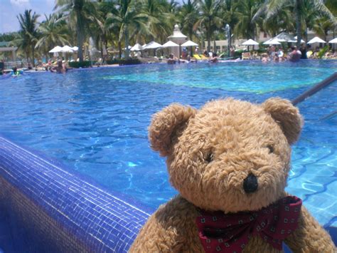 Teddy And Nibs Do Bears Swim