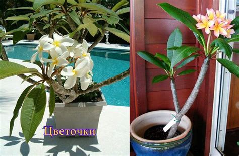 Цветок плюмерия франжипани: уход в домашних условиях с фото