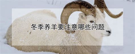 冬季养羊要注意哪些问题 发财农业网