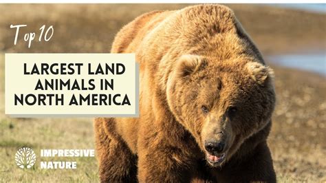 Land Mammals Of North America
