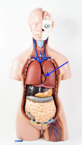 Bio 223 Lab 1 5 Flashcards Quizlet