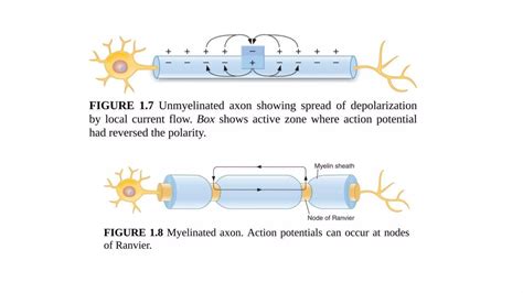 Ppt Action Potentialpptx