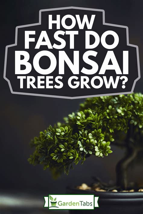 How Fast Do Bonsai Trees Grow