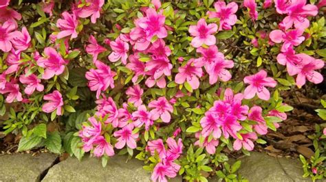 Azalea Guide How To Plant Grow And Care For Azaleas