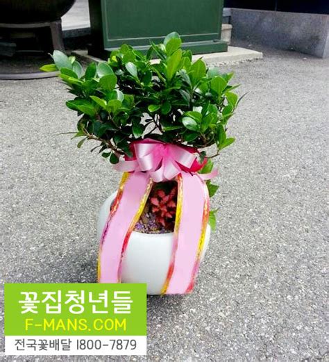 전국꽃배달서비스 꽃집청년들 사무실이전축하화분 인삼팬다 이전개업축하문구 아산꽃배달