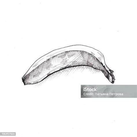 바나나 스케치 흰색 배경에 손으로 그린 스케치 스타일 검은 바나나 건강한 식생활에 대한 스톡 벡터 아트 및 기타 이미지 건강한 식생활 과일 그리기 Istock