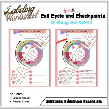 AP Biology Unit Cell Cycle Labeling Cell Cycle And Checkpoints