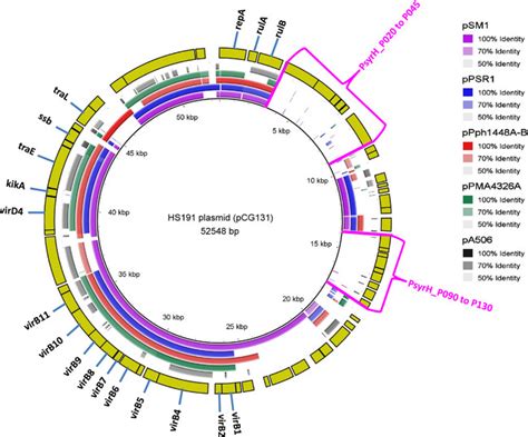 Circular Representation Of Plasmids From Pathovars Of Pseudomonas Download Scientific Diagram