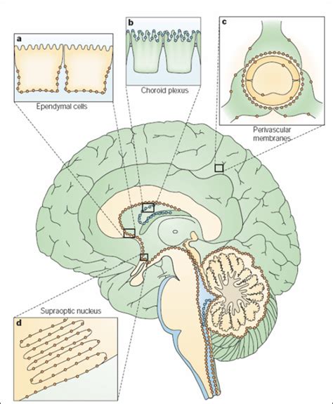Distribution In Brain Of Aquaporin 1 Aqp1 Blue And Aqp4 Orange Download Scientific