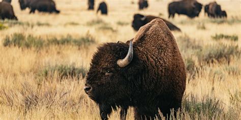 Jackson Grand Teton Wildlife Safari Jackson Hole Tours Tourtruth