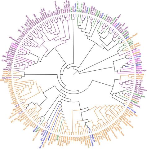 Population Structure Genetic Diversity And Genomic Selection