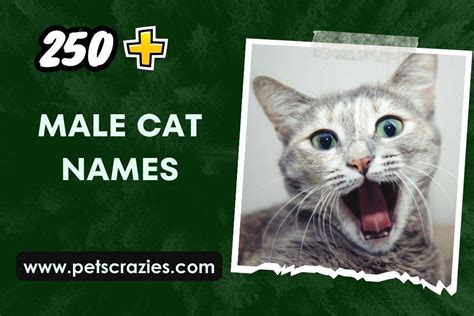 Male Cat Names Trends Explored
