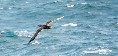 방황하는 알바트 로스 세계에서 가장 큰 날개 길이를 가진 새가 활공 비행에서 푸른 바다 위로 날아갑니다 갈매기에 대한 스톡 사진 및 기타 이미지 Istock