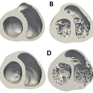 Male A B And Female C D Anatomically Detailed And Corresponding Download Scientific Diagram