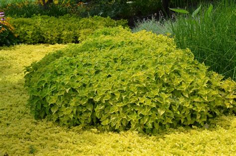 How To Plant And Grow Creeping Jenny Hgtv