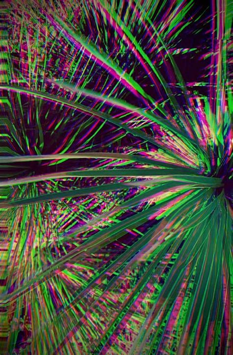 Soapweed Rcactusenthusiasts