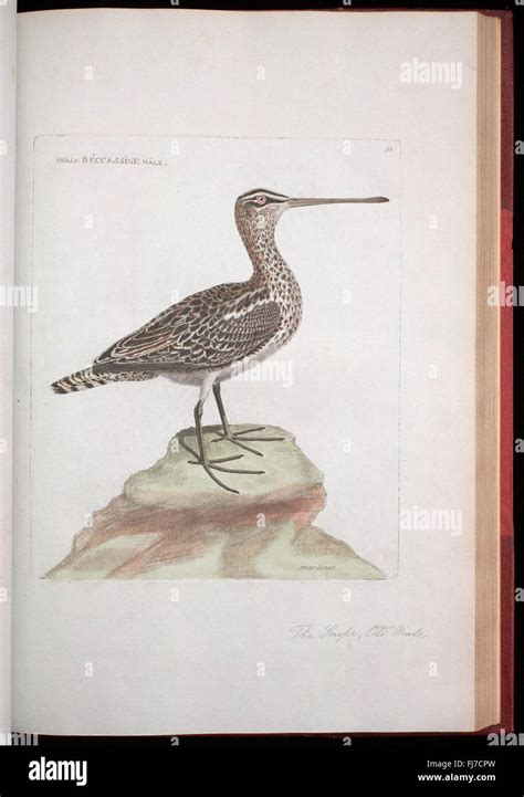 A Detailed Study Of Bird Species Providing Insight Into Their