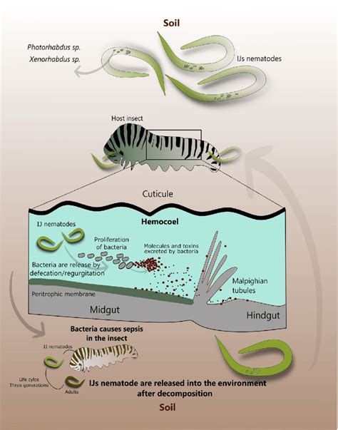 Nematode Life Cycle