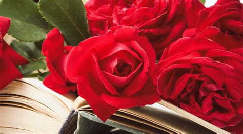 What Does A Rose Represent In Literature Rosaholics