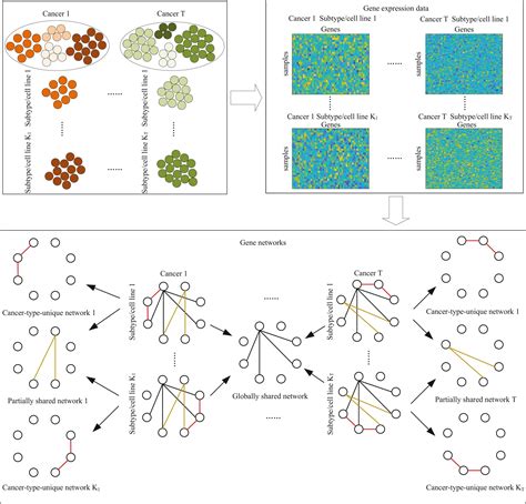 inferring cancer common and specific gene networks via multi layer