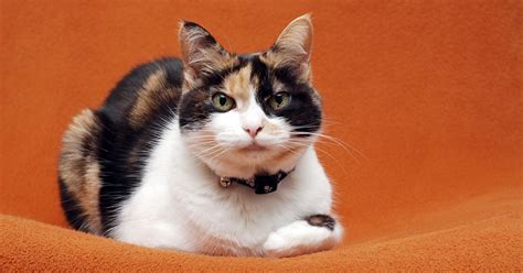 Chimerism Definition Symptoms Testing Diagnosis And More