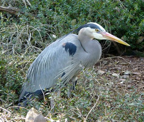 Heron | Pics4Learning