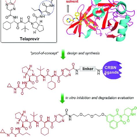 The Crystal Structure Complex Of Telaprevir With Hcv Ns34a And